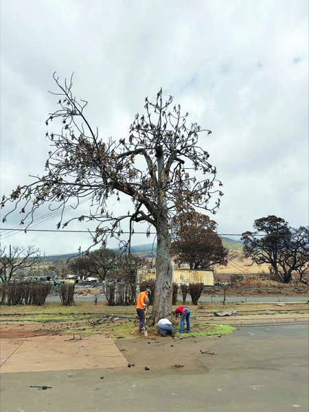 After Lahaina fire, there’s a chance to restore ulu trees | News ...